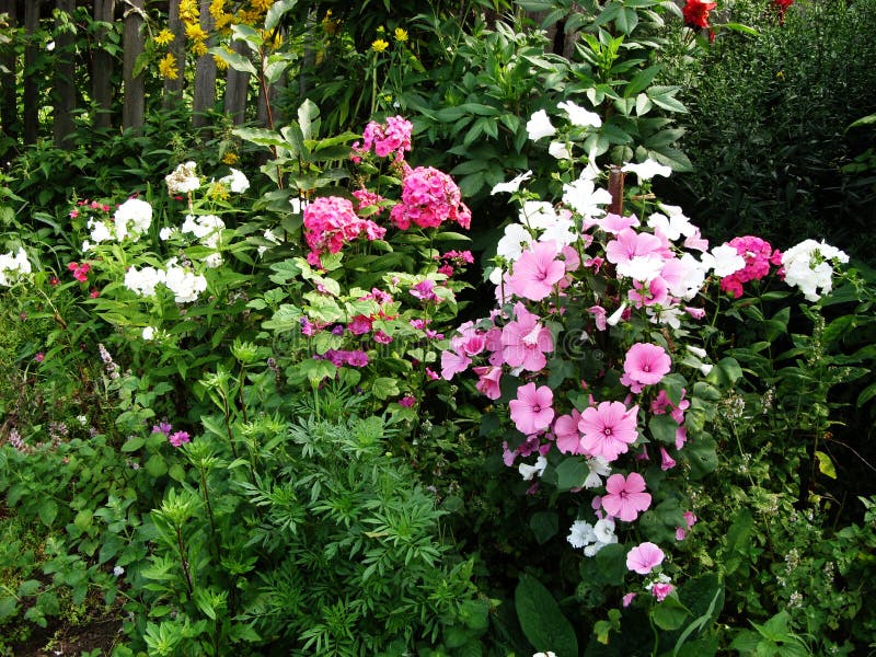 Overgrown with Flowers Mallow Stock Photo - Image of season, beauty ...