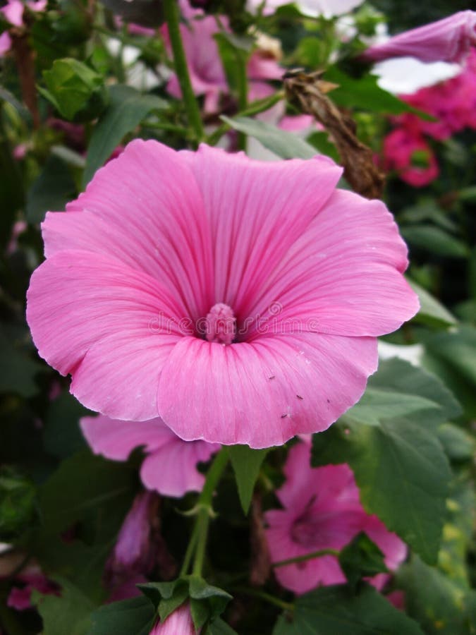 Overgrown with Flowers Mallow Stock Image - Image of stem, nature: 87445119
