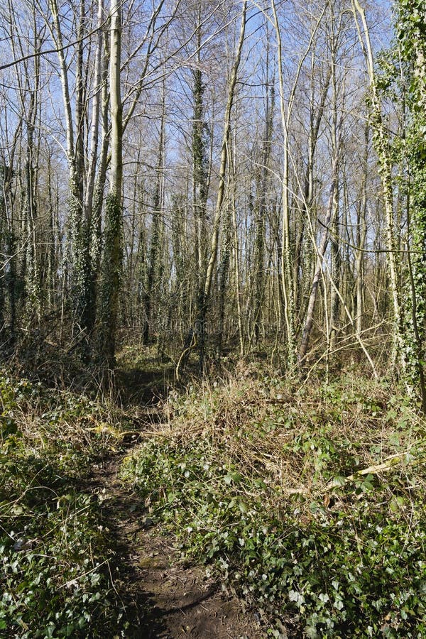 Overgrown Bramble and Stinging Nettles Stock Photo - Image of bramble ...