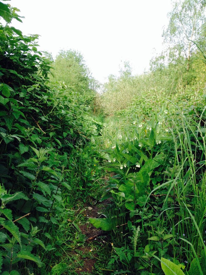 Overgrown footpath stock image. Image of greenery, nettles - 54765087
