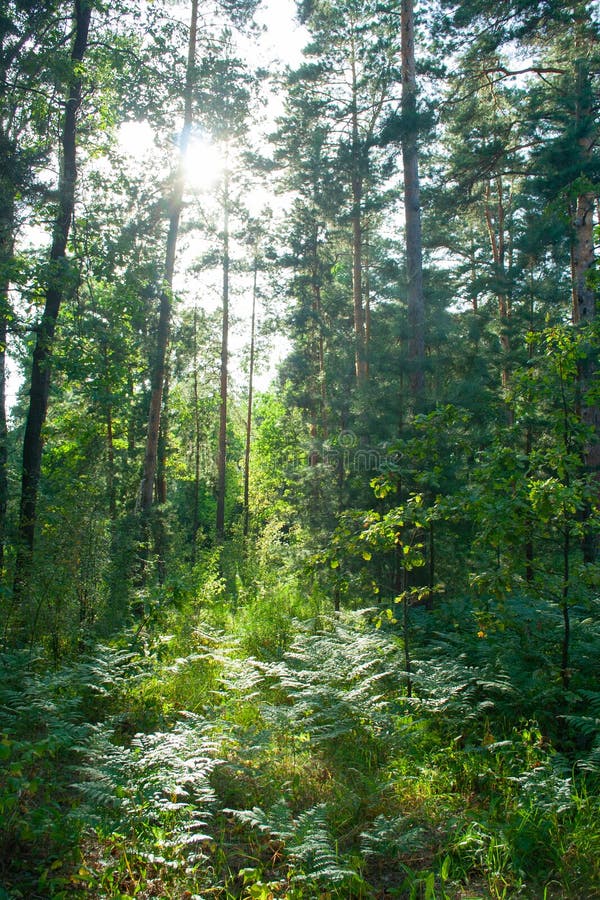 Overgrown forest stock image. Image of green, loneliness - 131326059