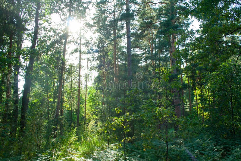 Overgrown forest stock image. Image of green, loneliness - 131326059