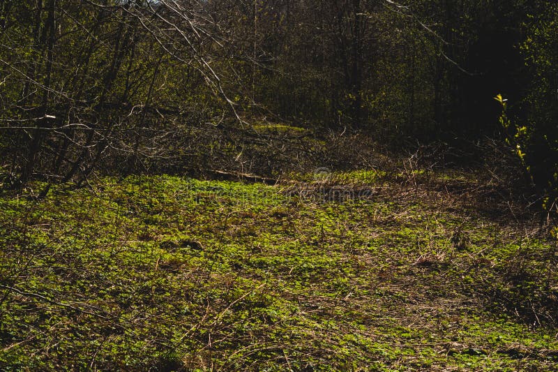 Overgrown Forest Nature Background. Greenery Backdrop Stock Photo ...