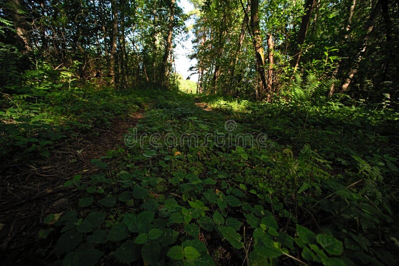 Overgrown forest stock image. Image of fresh, landscape - 98665105