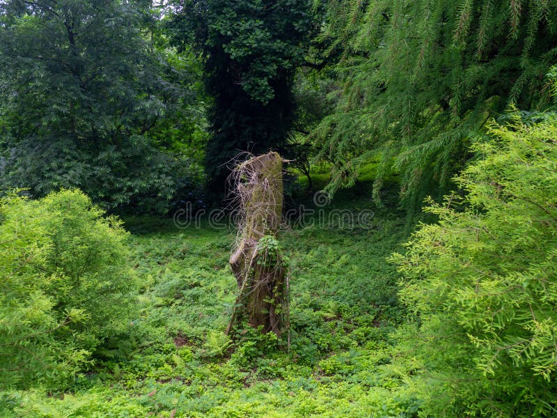 Overgrown in the Forest. Sawn Tree. Tree Trunk in Green Forest Stock ...