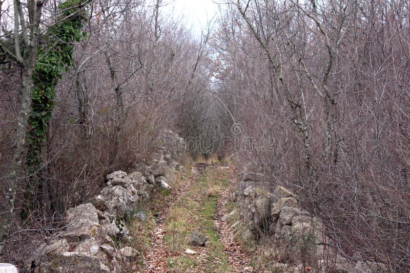 Overgrown Forest Trail with Dense Dried Trees and Branches Stock Photo ...