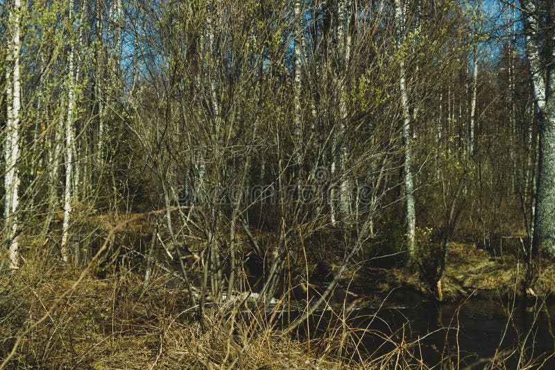 Overgrown Forest. Trees and Plants Nature Stock Photo - Image of spruce ...
