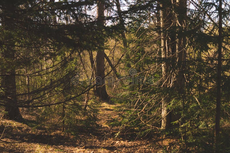 Overgrown Forest. Trees and Plants Nature Stock Photo - Image of path ...