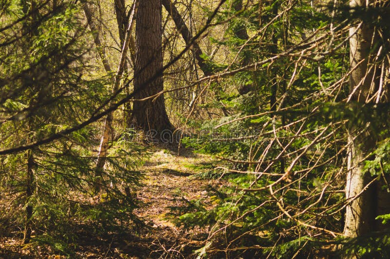 Overgrown Forest. Trees and Plants Nature Stock Photo - Image of ...