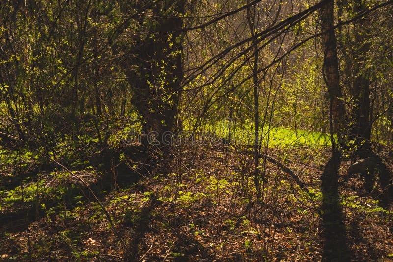 Overgrown Forest. Trees and Plants Nature Background Stock Image ...