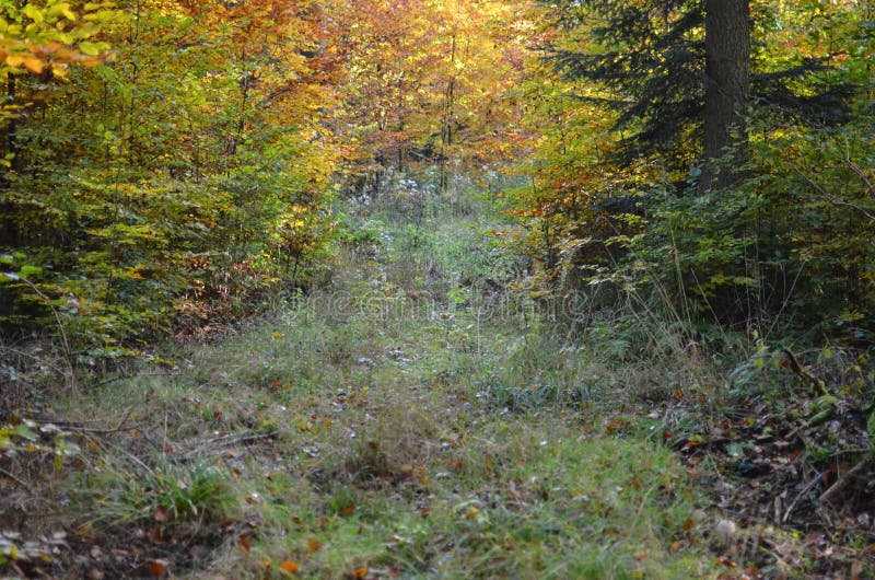Overgrown Forest Path in Forest Stock Photo - Image of leaf, woodland ...