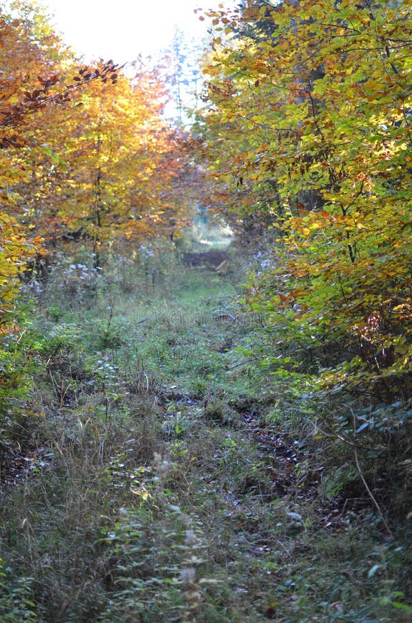 Overgrown Forest Path in Forest Stock Image - Image of green, path ...