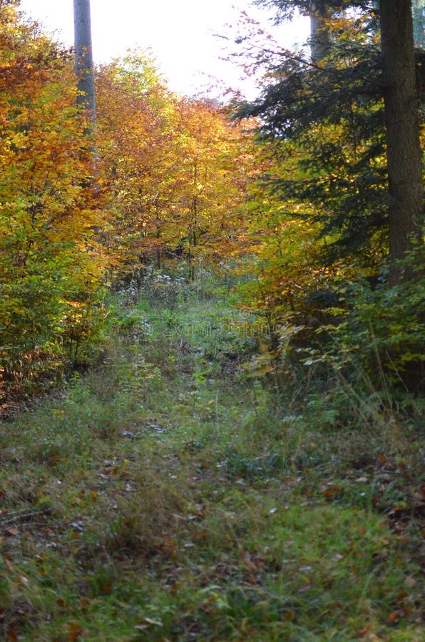 Overgrown Forest Path in Forest Stock Photo - Image of woodland ...