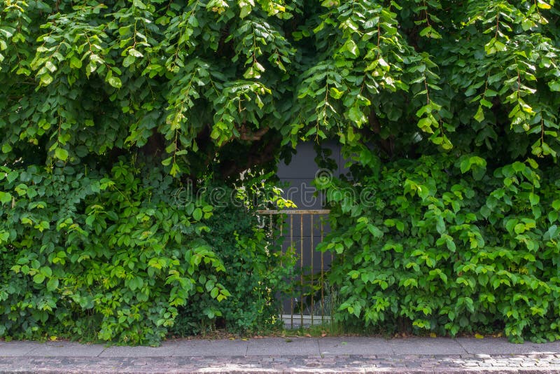 Overgrown garden gate stock image. Image of home, outdoor - 52607981