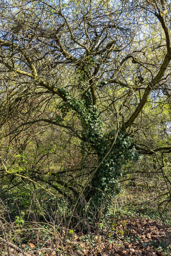 Overgrown Garden with Old Fruit Trees Stock Photo - Image of tangled ...
