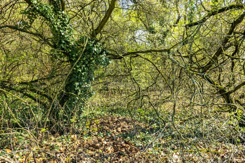 Overgrown Garden with Old Fruit Trees Stock Image - Image of aerial ...