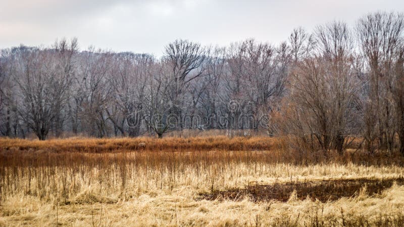 Overgrown Golf Course with Ominous Forest Stock Image - Image of flood ...