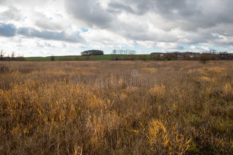 Dry Grass Field Background