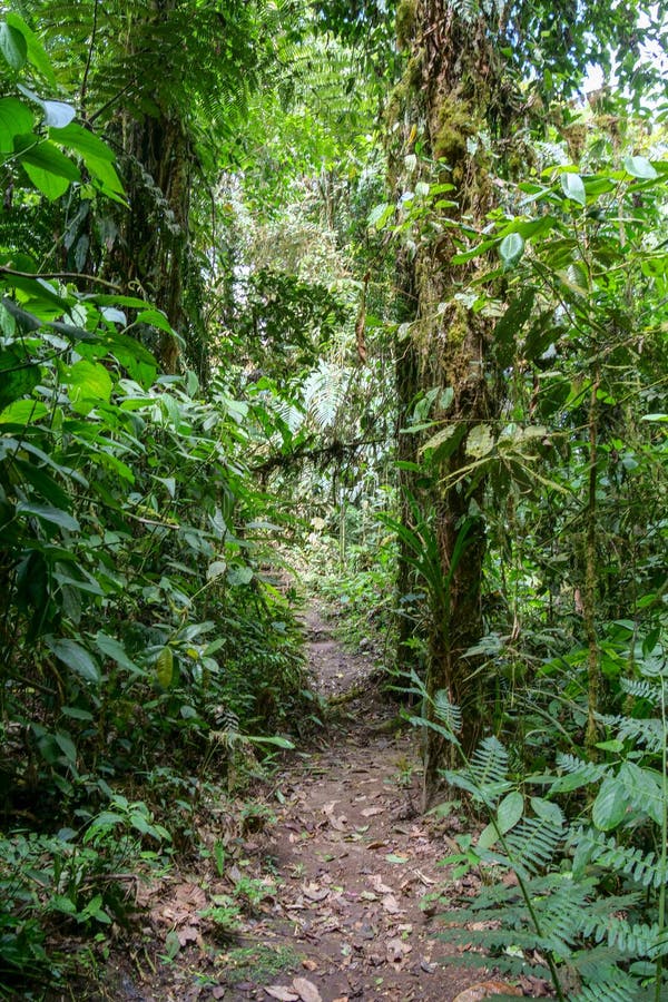 Overgrown Green Forest Pathway Leading Away from Viewer. Vertical View ...