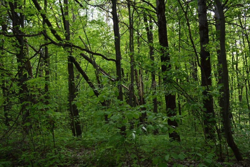 Overgrown Green Forest with Undergrowth in Summer Day Stock Photo ...