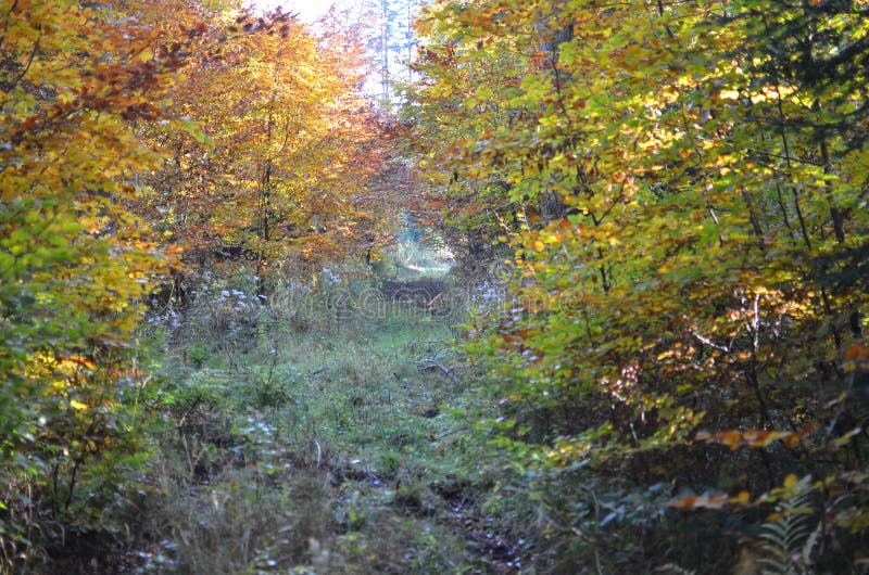 Overgrown Forest Path in Forest Stock Image - Image of colourful ...