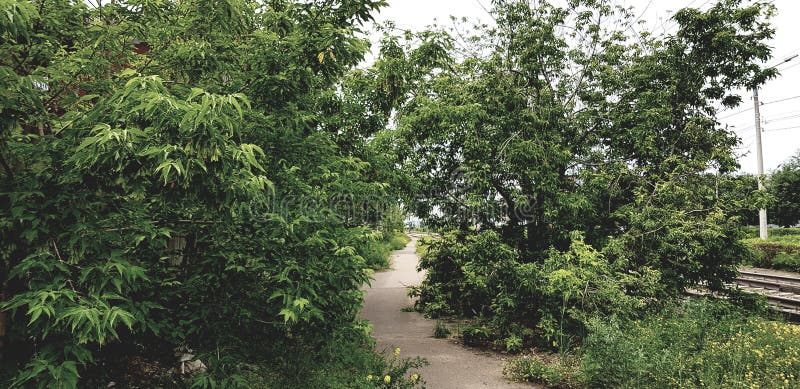 Overgrown Greenery on the Way Stock Photo - Image of buches, ladybug ...