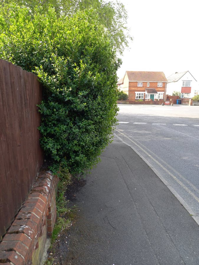 1,384 Overgrown Hedge Photos - Free & Royalty-Free Stock Photos from ...