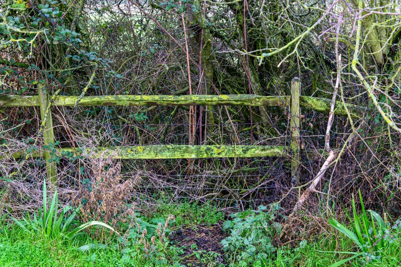 Overgrown hedge and fence stock image. Image of cuckmere - 204639973