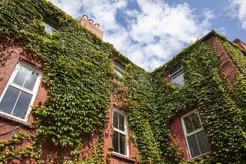 Overgrown house stock image. Image of building, leaf - 204490035
