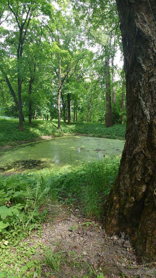 Overgrown Lake in the Forest. Trees, Swamp, Duckweed Stock Photo ...