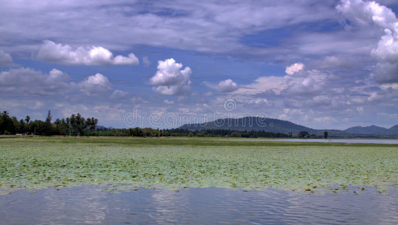 Overgrown lake stock photo. Image of panorama, wilderness - 49343054