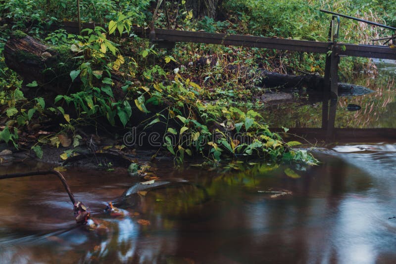Overgrown log stock image. Image of river, overgrown - 61566335