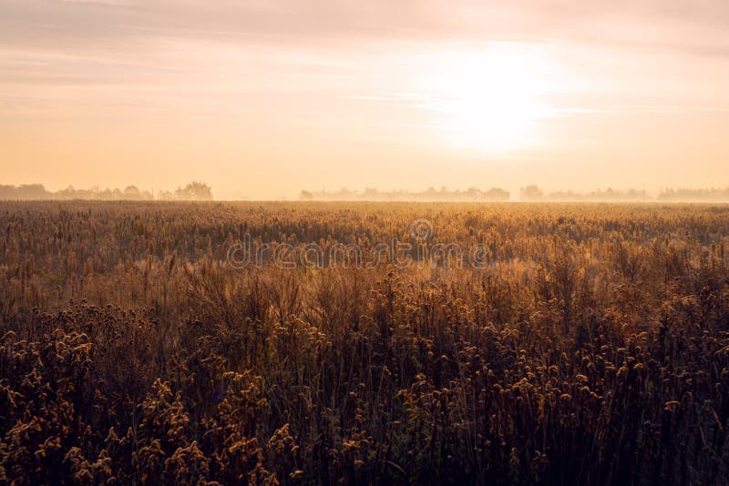Overgrown Meadow in the Rays of the Rising Sun. a Beautiful Misty ...