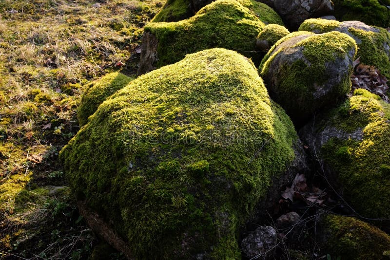 Overgrown with moss stones stock photo. Image of leaf - 64231772