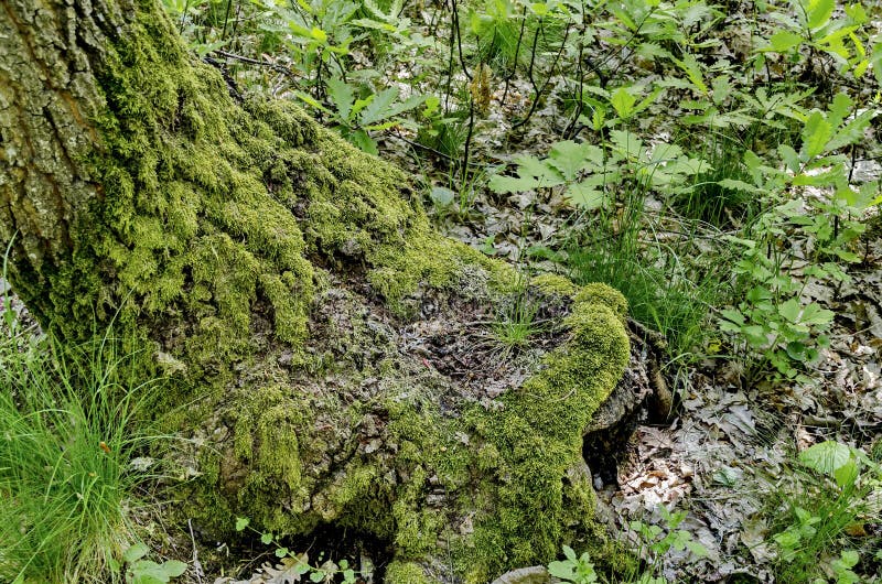 Overgrown with Moss Tree Trunk Stock Photo - Image of wood, germ: 58201554