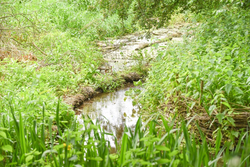 Overgrown Natural Marsh Area in Countryside with Small Stream of Water ...
