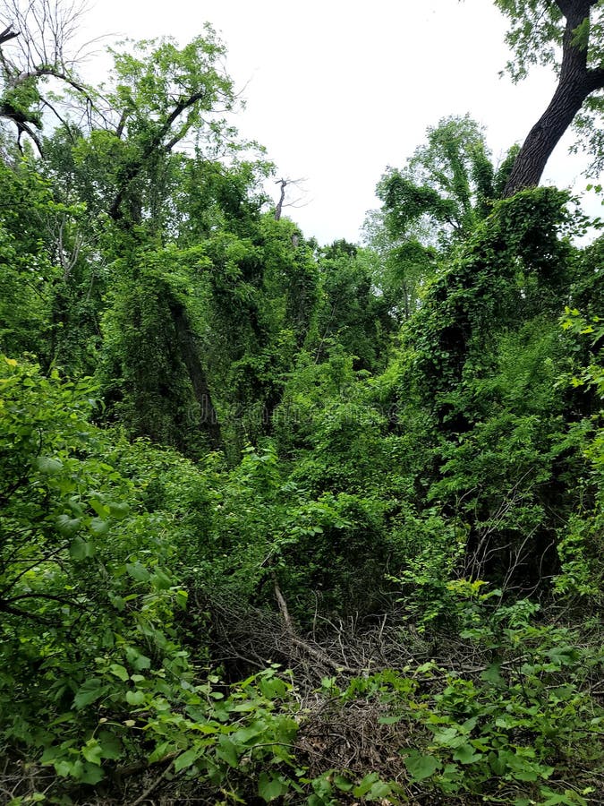 Overgrown nature vines stock image. Image of woodland - 225654239