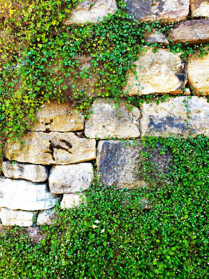 Overgrown old wall stock photo. Image of background - 191111870