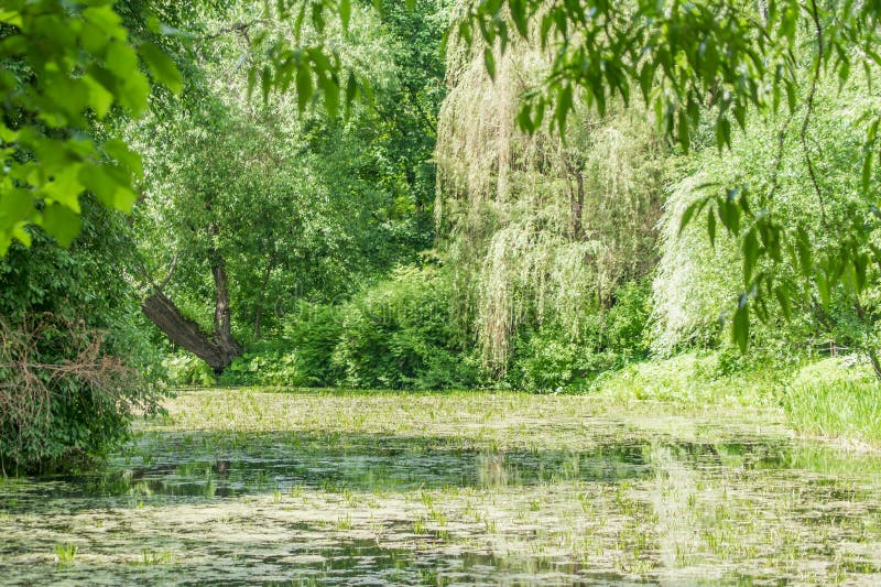 Overgrown old pond stock image. Image of green, environment - 180148985