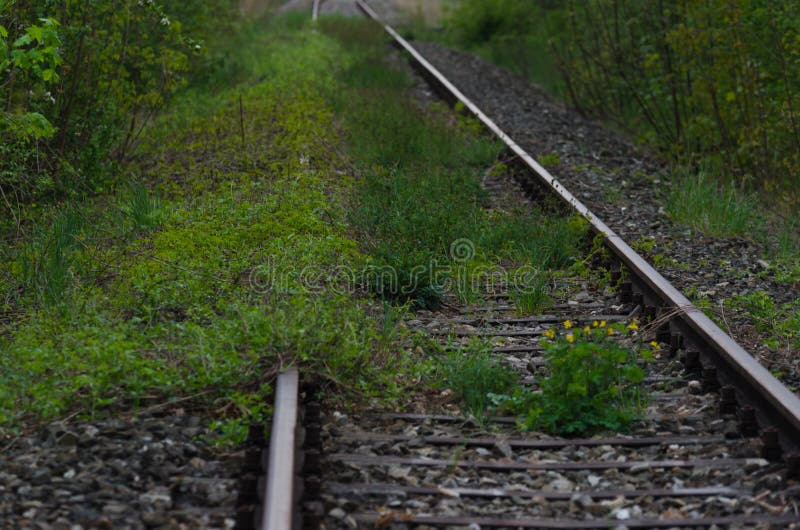 Overgrown old rails stock photo. Image of places, construction - 75767144