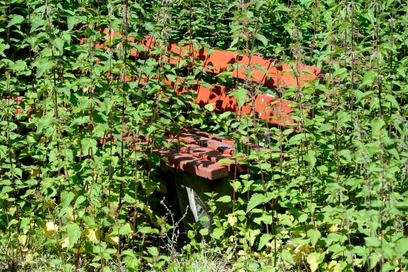 Overgrown park bench stock photo. Image of overgrown - 42030634