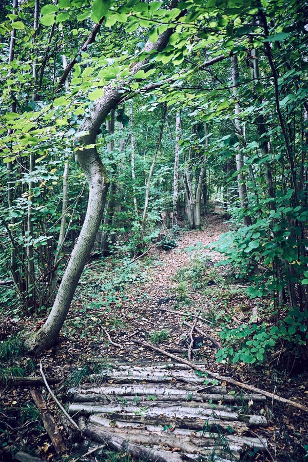 Trees Being Cut Down in Forest Stock Image - Image of mountains ...