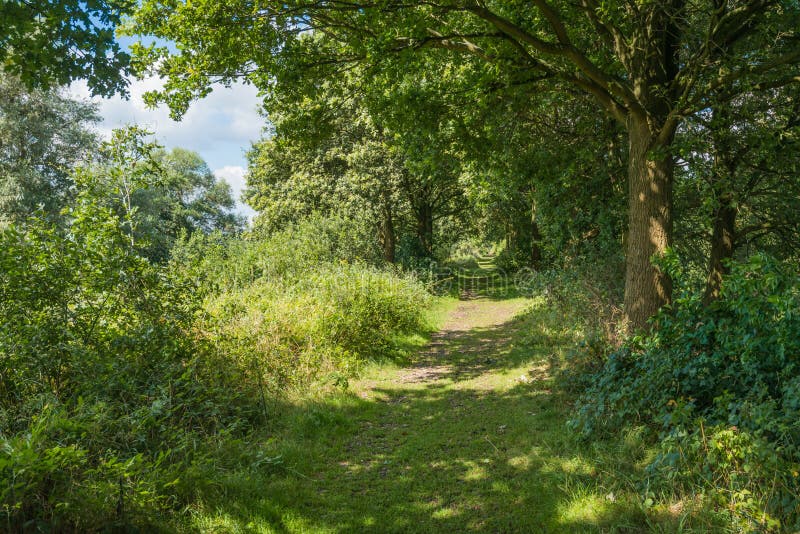 Overgrown Path in the Forest Stock Image - Image of environment, road ...