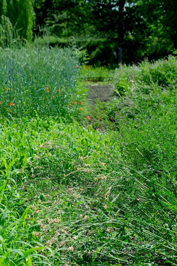 Overgrown Path through Green Grass and Trees Stock Image - Image of ...