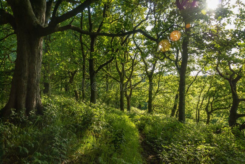 Overgrown Path in the Forest Stock Image - Image of environment, road ...
