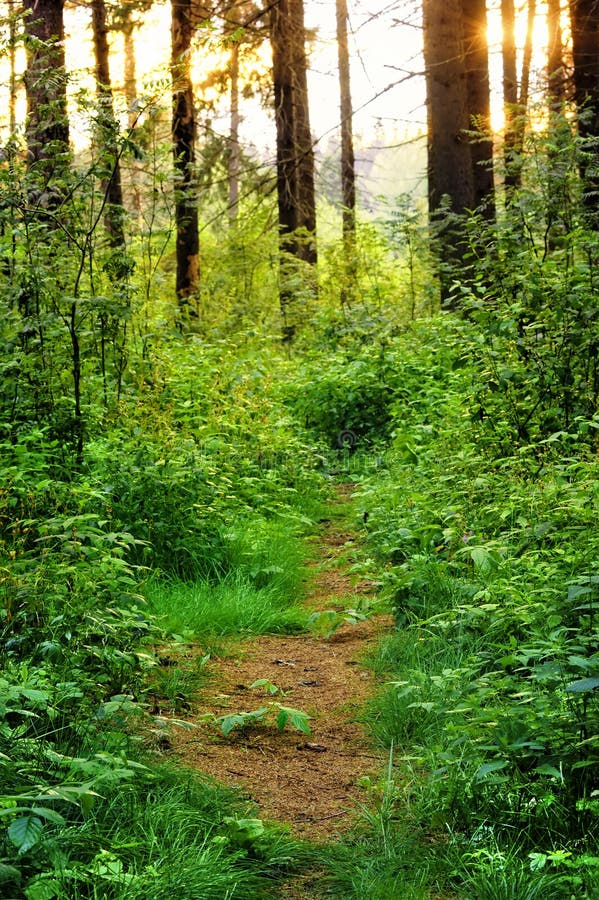 Overgrown Path in the Woods Stock Photo - Image of life, plant: 25965896
