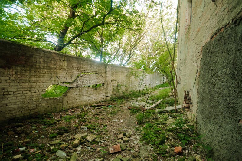 Overgrown Pathway through a Dilapidated Wall Surrounded by Lush ...