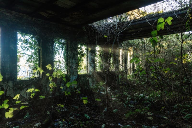 Overgrown by Plants Old Abandoned Building Interior Stock Photo - Image ...