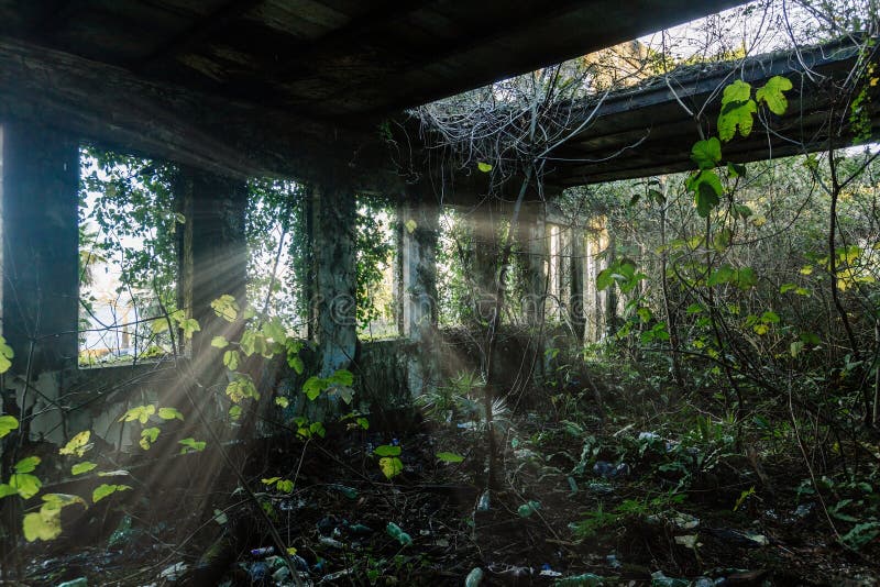 Overgrown by Plants Old Abandoned Building Interior Stock Image - Image ...