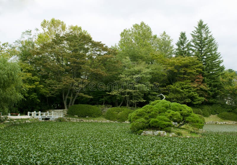 Overgrown pond stock image. Image of park, nature, green - 35371695